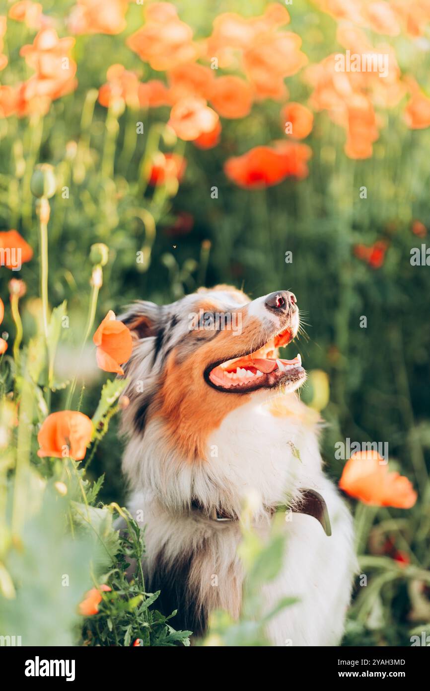 Poppy dog hi-res stock photography and images - Alamy