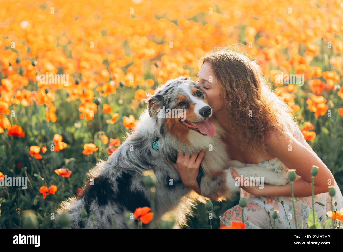 Young woman kissing Australian Shepherd dog in poppy field Stock Photo ...