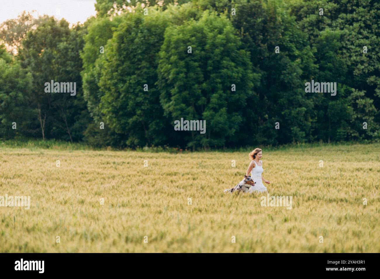 Young woman running through a rye field with a dog in summer Stock ...