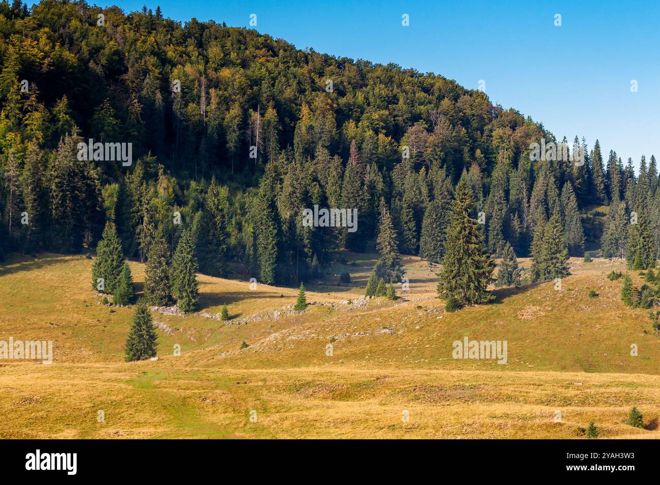 coniferous forest on the hill in autumn. sunny morning. beautiful ...