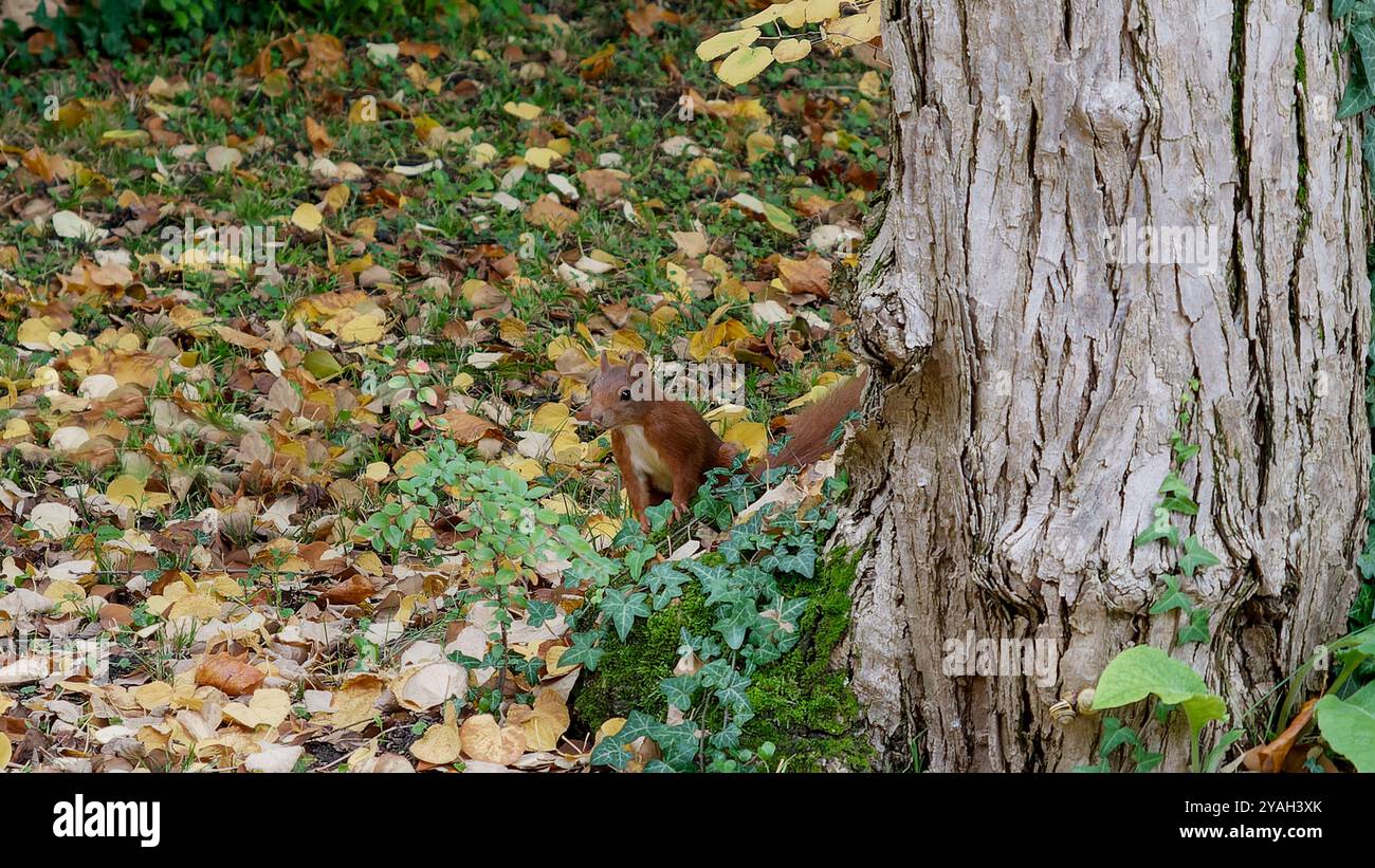Close up encounter with a squirrel hi-res stock photography and images ...