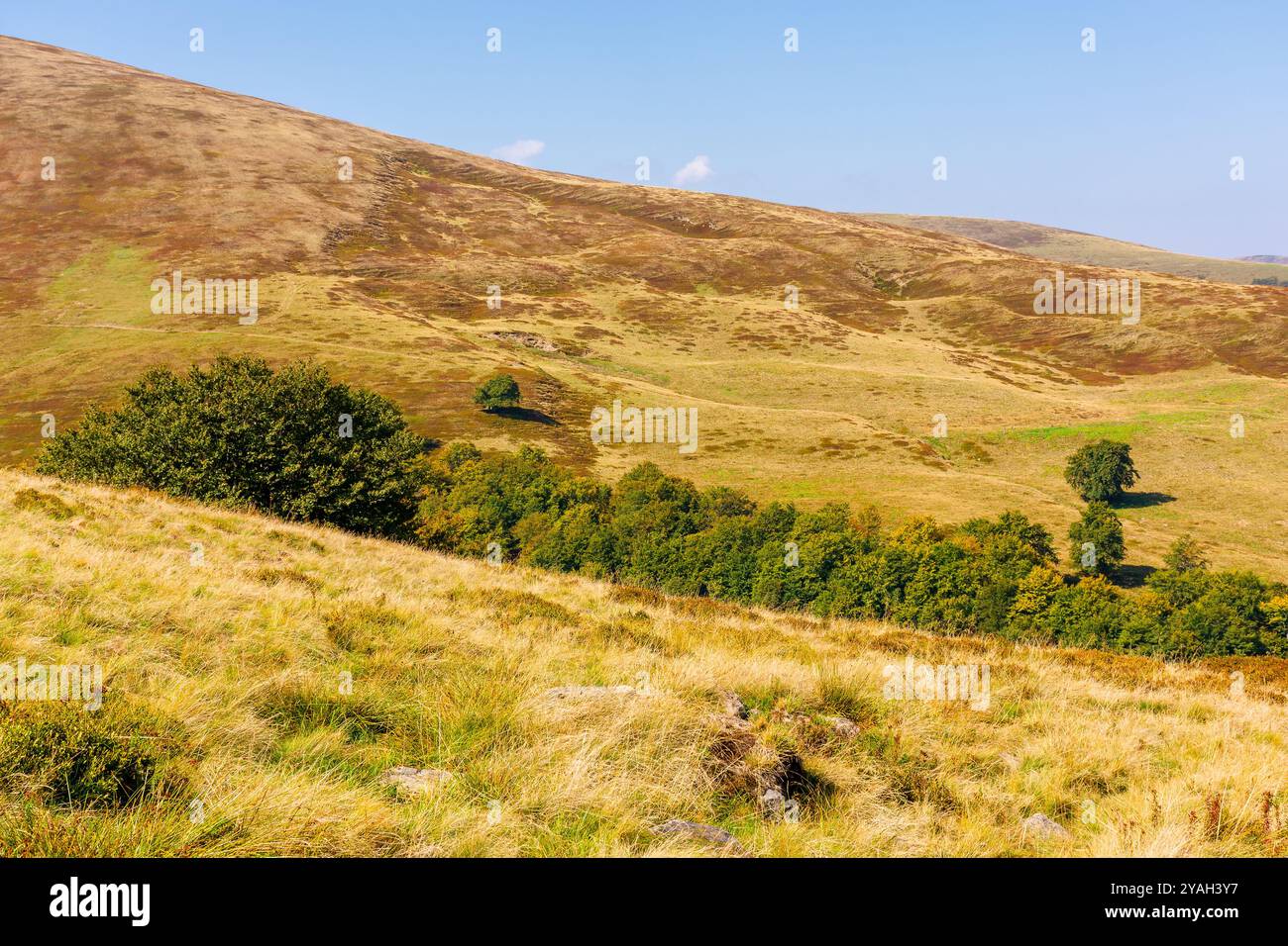 alpine rolling hills and meadows in autumn. sunny weather. colorful ...