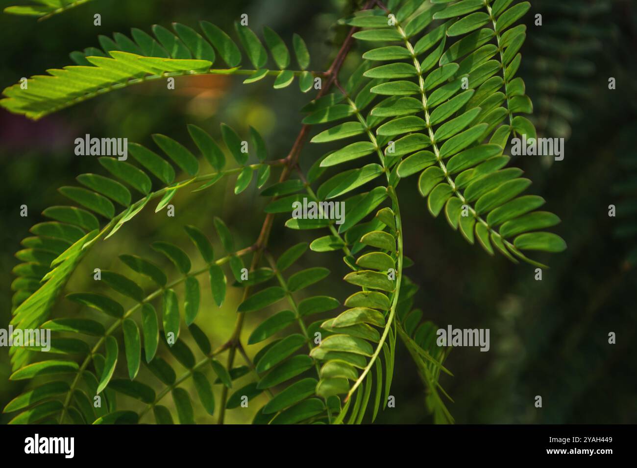 Lush green foliage in hi-res stock photography and images - Alamy