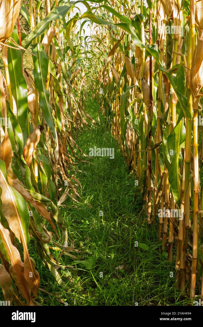 View between rows of tall Maize plants, crop ready for harvest Stock ...