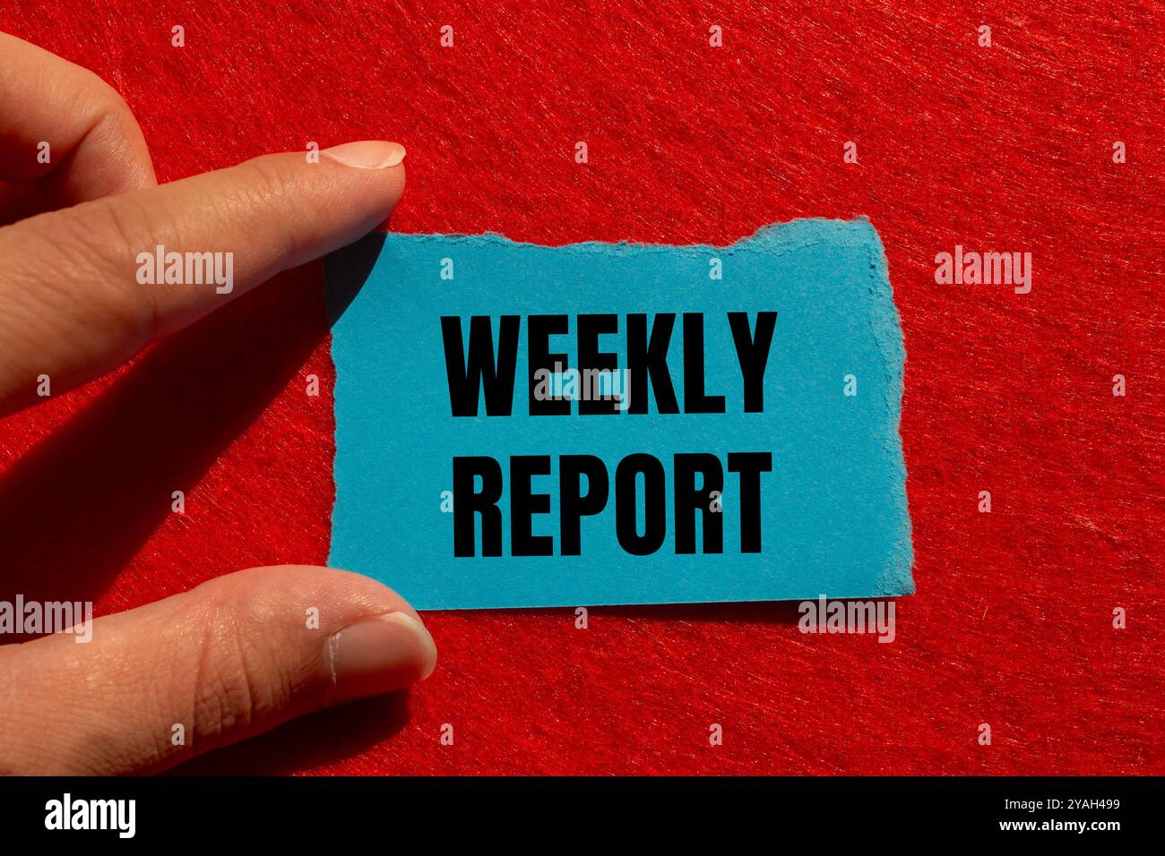 Weekly report message written on ripped torn blue paper piece with red background. Conceptual ...