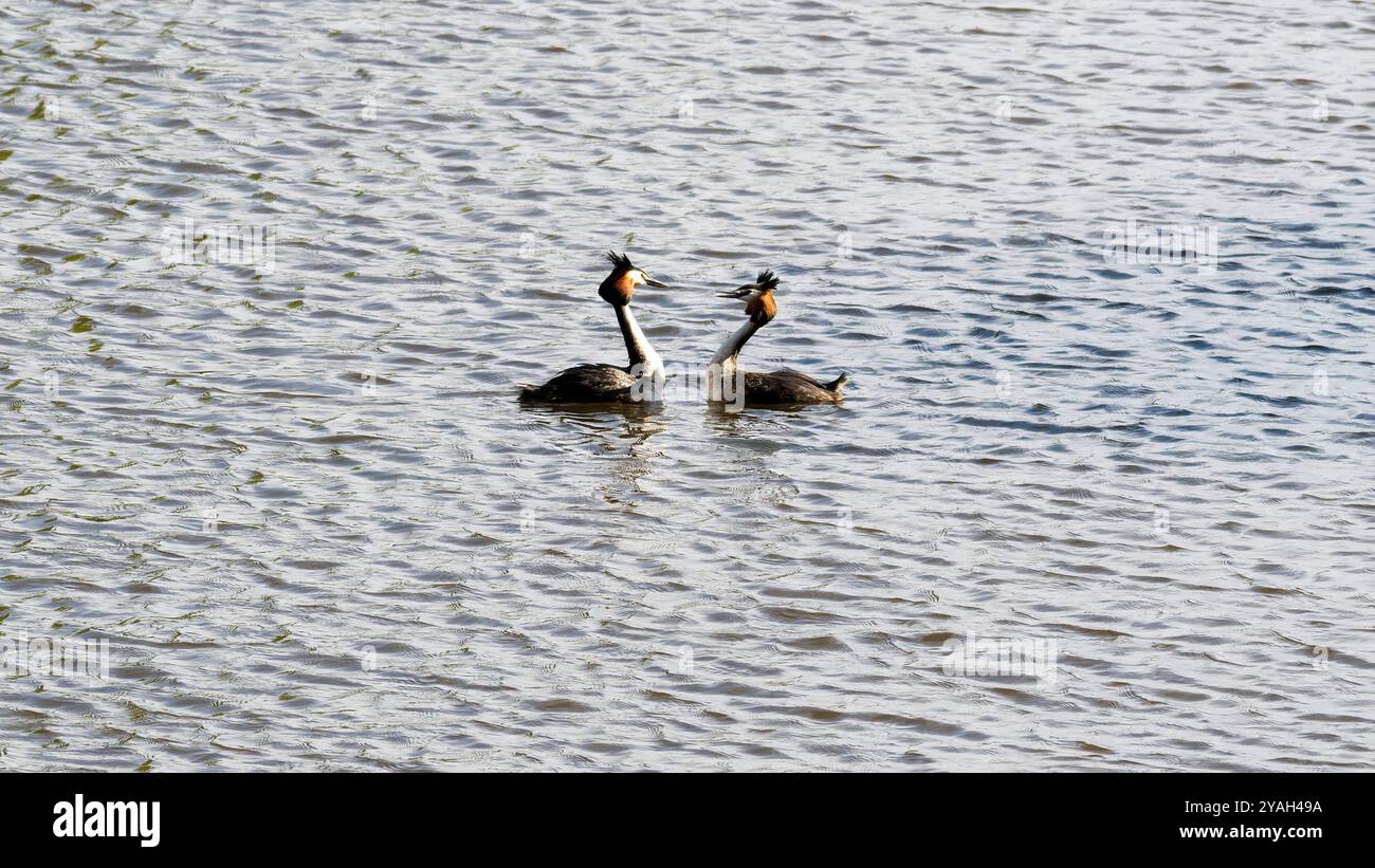 The courtship dance of the grebes Stock Photo - Alamy