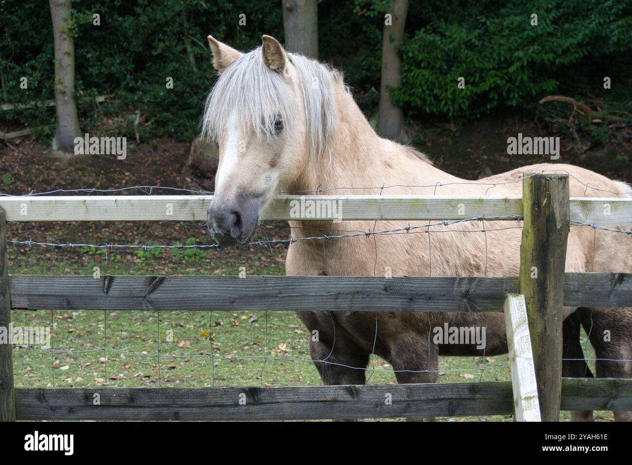 Horses in countryside hi-res stock photography and images - Alamy