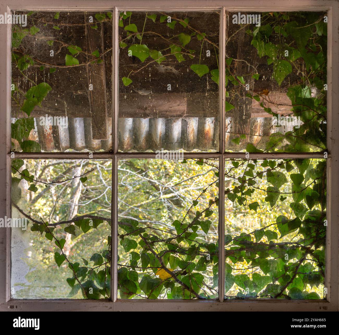 Looking through old shed window surrounded by ivy leaves Stock Photo ...