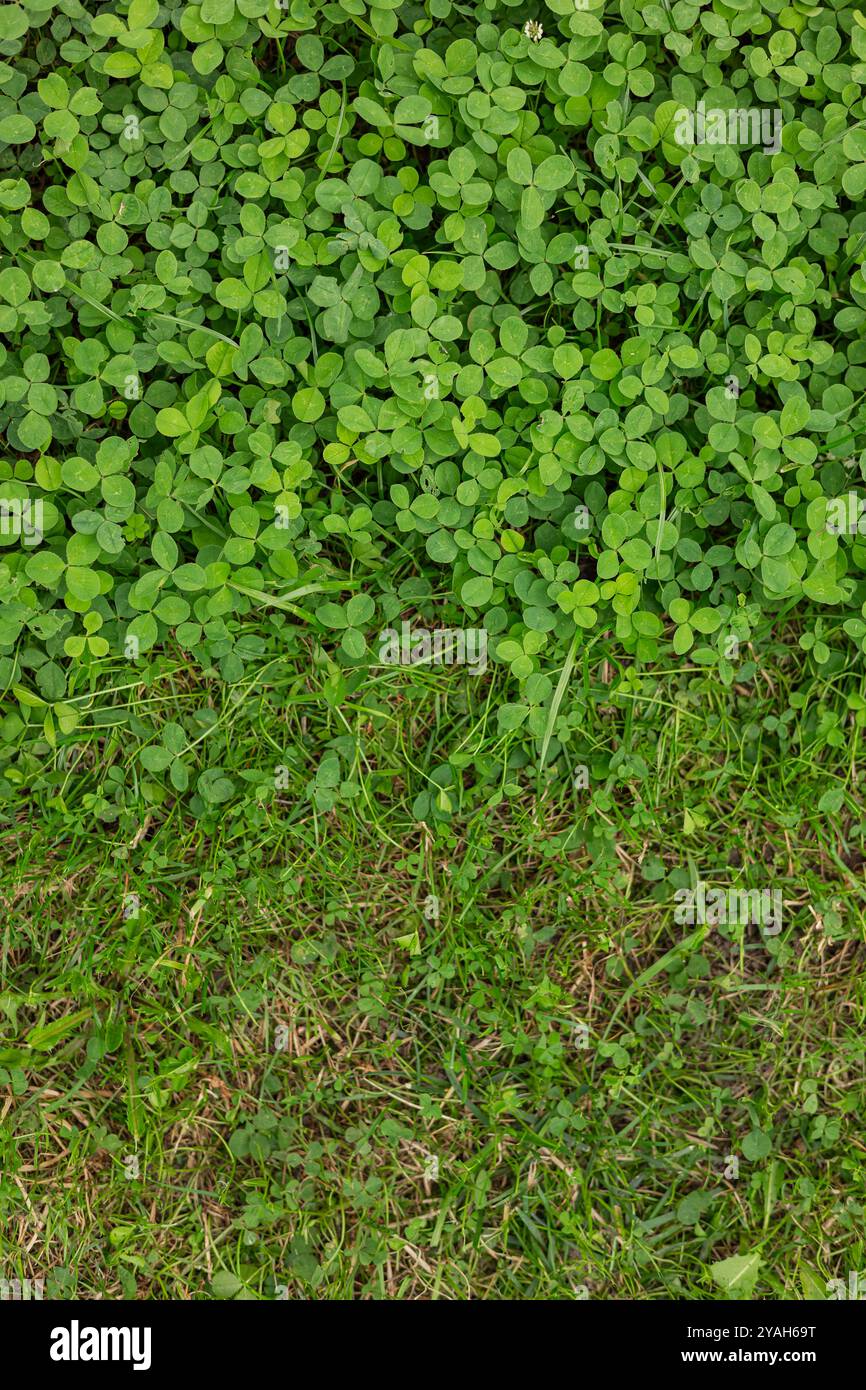 Top view of partially mown clover lawn in garden. Vertical photo ...