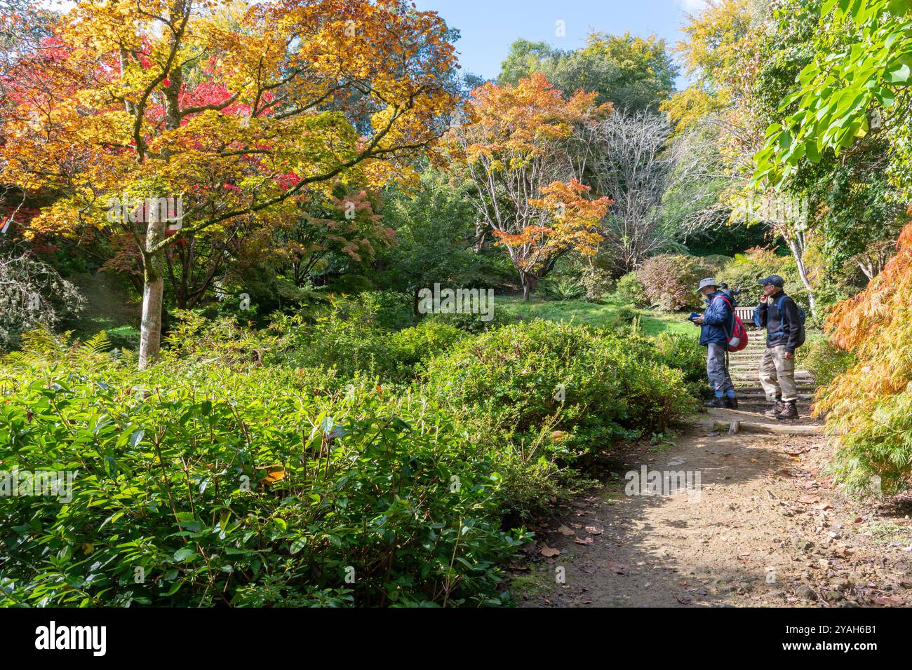 Autumn colours at Winkworth Arboretum, Surrey, England, UK. View of ...