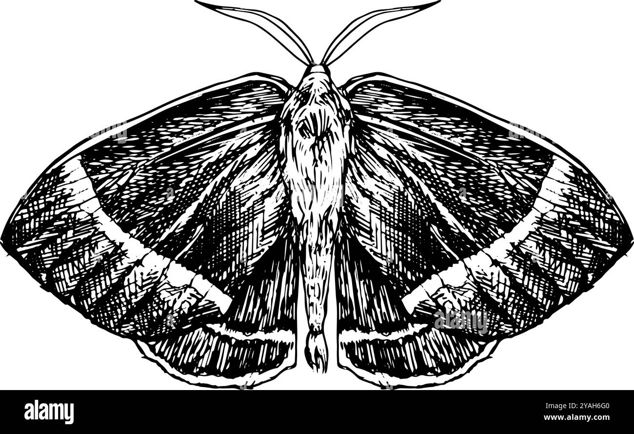 Moth - hand drawn illustration of insect in black and white | inspired ...