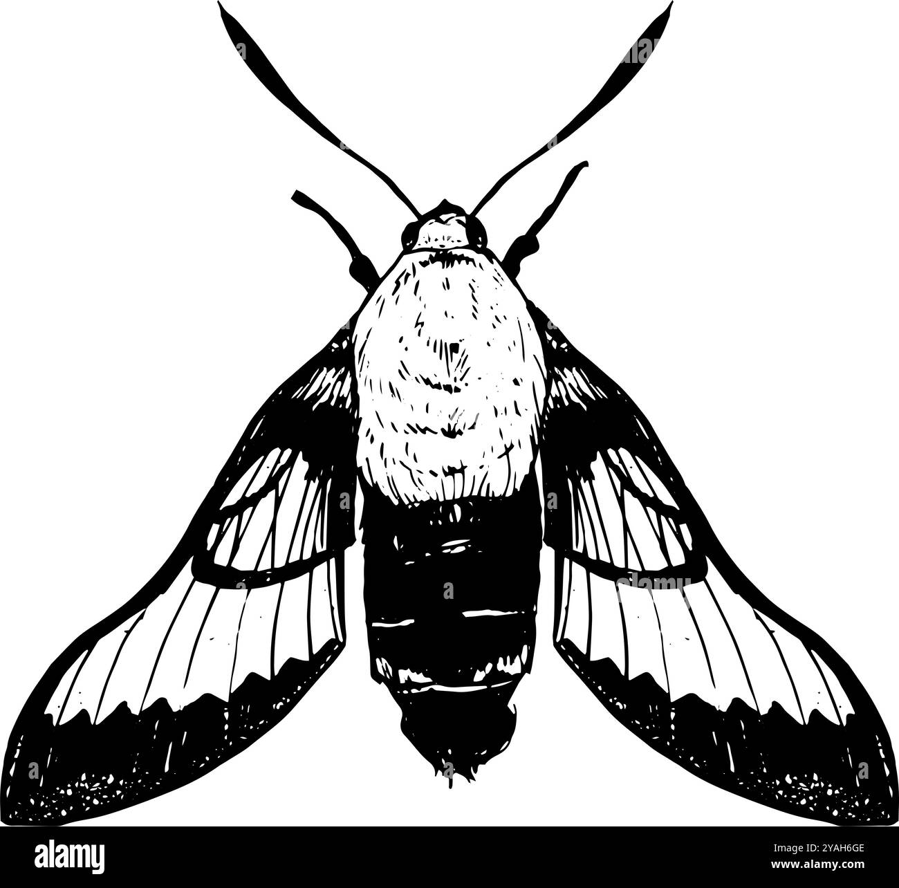 Moth - hand drawn illustration of insect in black and white | inspired ...