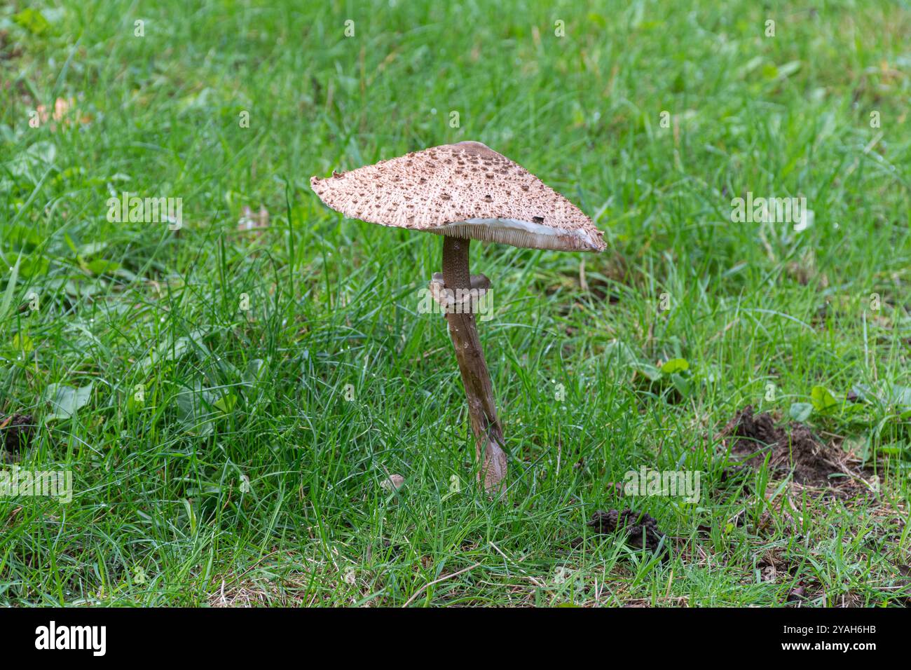 Parasol mushroom (Macrolepiota procera), large edible fungi or ...