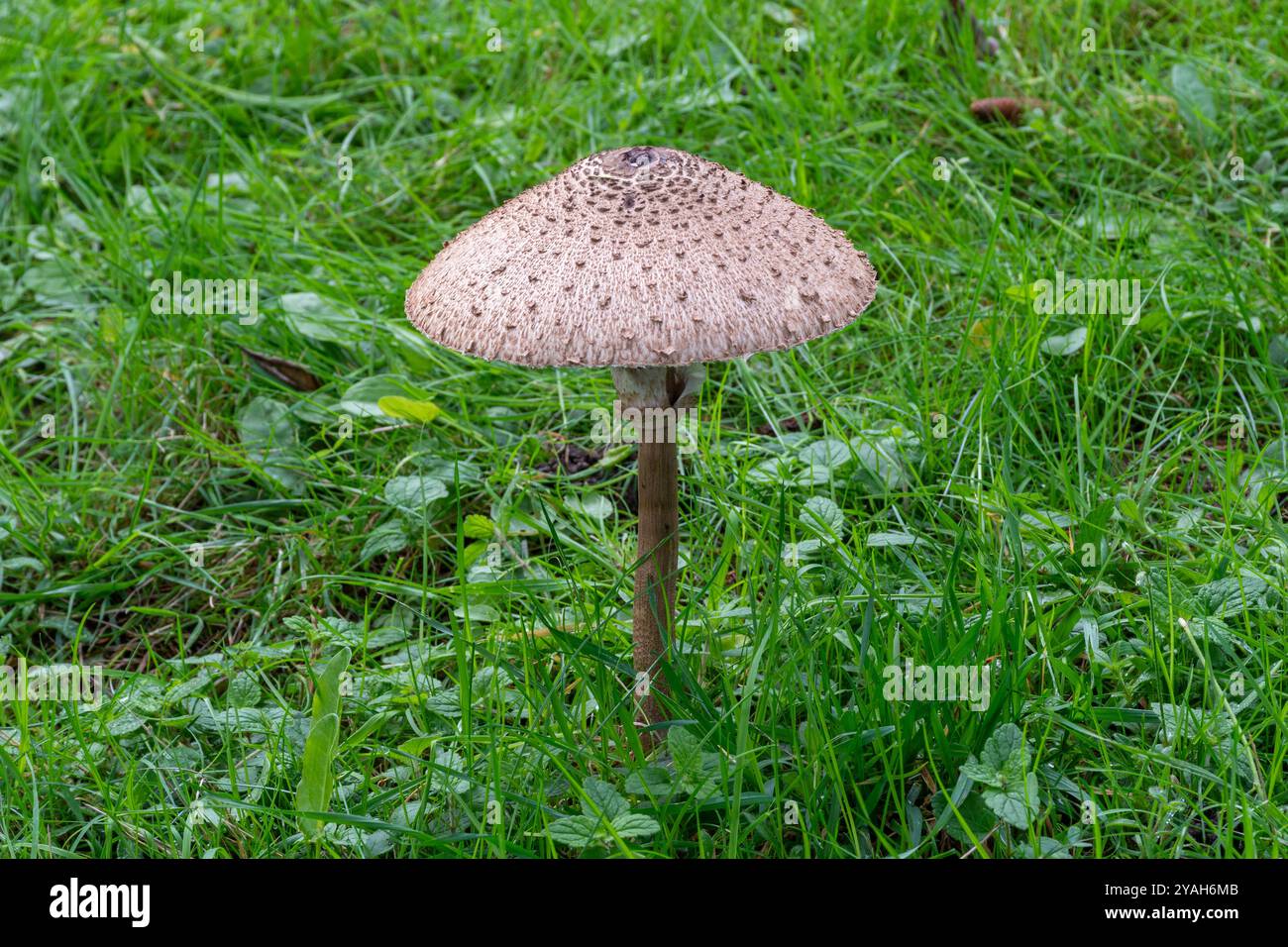 Parasol mushroom (Macrolepiota procera), large edible fungi or ...
