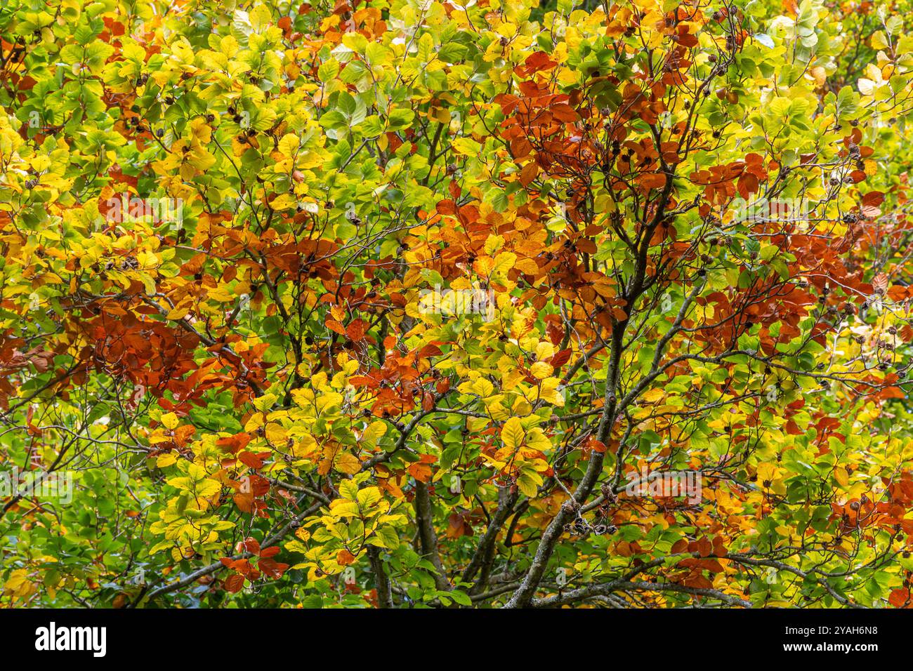 Beech leaves turning colour color from green to gold and brown during ...