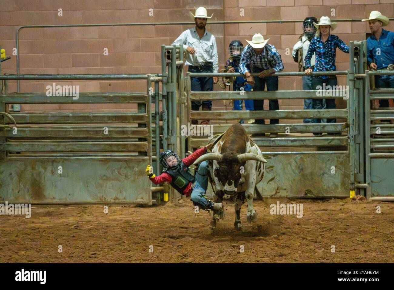 A young cowboy gets bucked off a bucking steer at the Moab Junior Rodeo ...