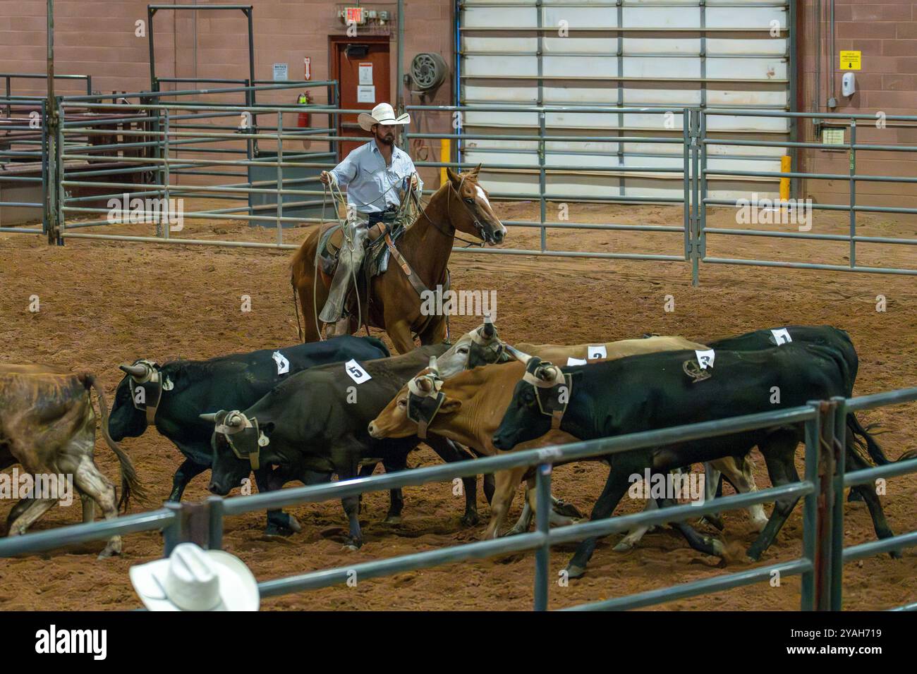 A cowboy competing in a ranch rodeo event to rope specific steers in ...