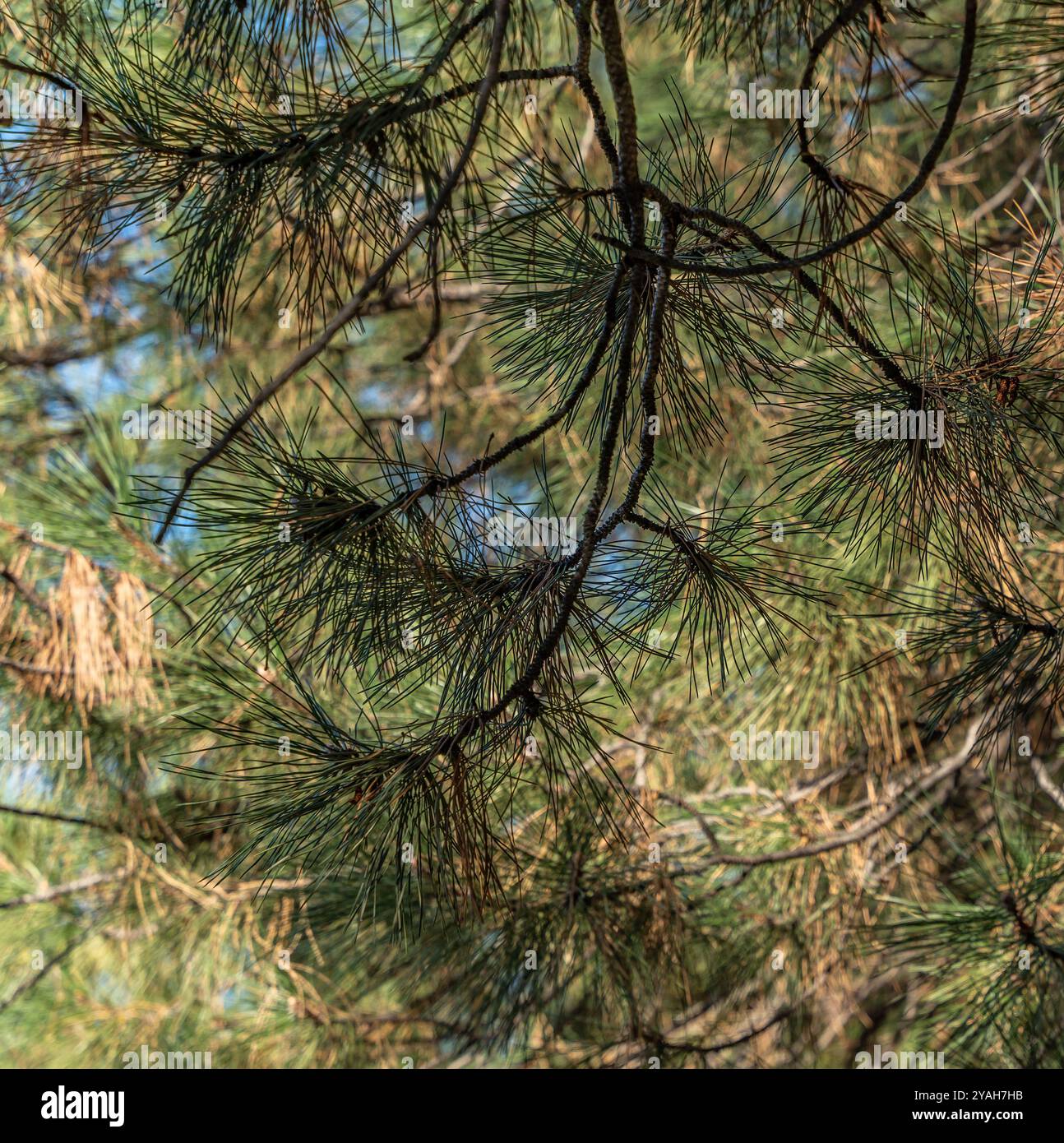 Illuminated by sunlight pine needles in close-up, background image ...