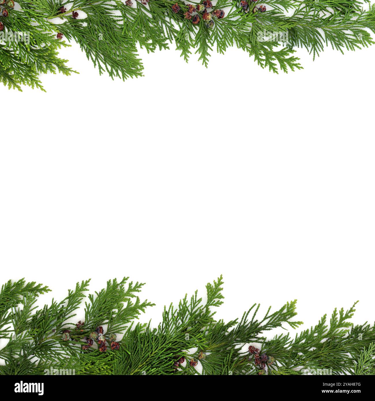 Winter cedar leaf flora christmas greenery background foliage minimal ...