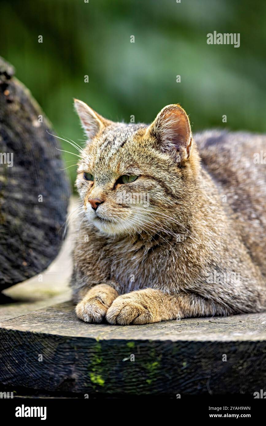 The European Wild Cat Stock Photo - Alamy