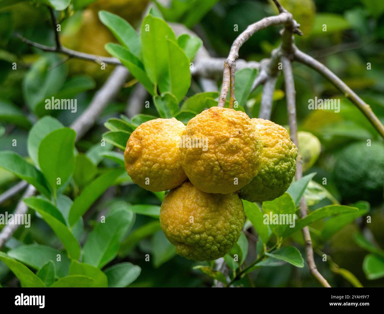 Kaffir people hi-res stock photography and images - Alamy