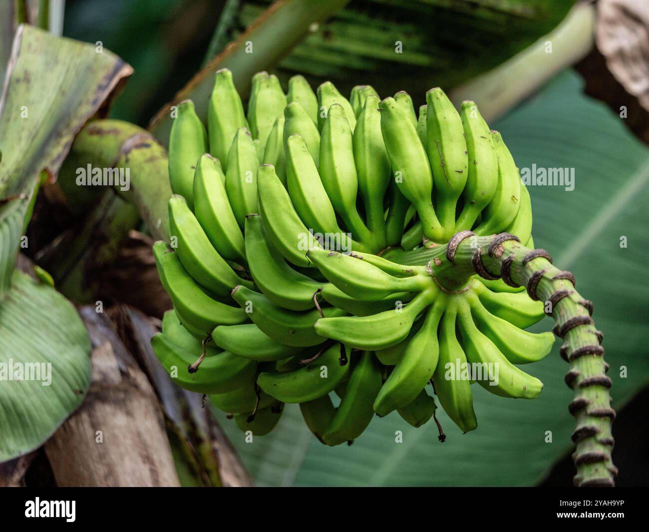 Banana tree (Musa acuminata), photographed in the spice garden Le ...
