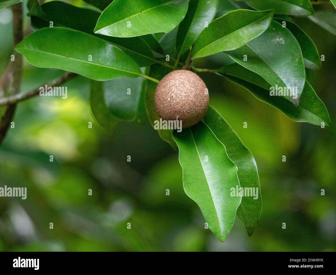 Fruit of the gum apple tree (Manilkara zapota) also called sapote, gum ...