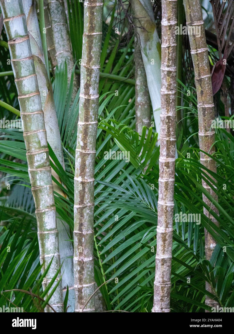 Beautiful arrangement of golden fruit palm leaves (Dypsis lutescens ...