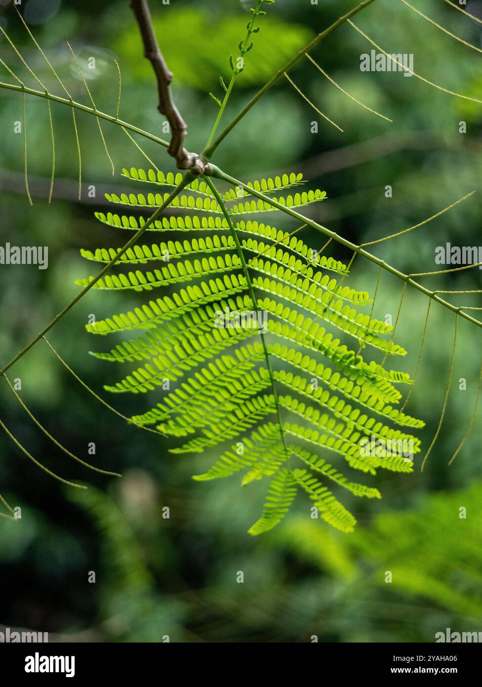 Beautiful arrangement of leaves, stems and a branch of the flame tree ...