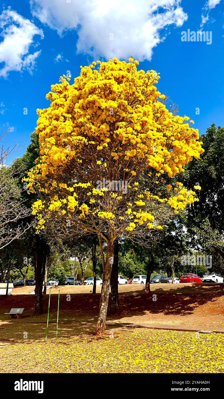 Ipe tree brazil hi-res stock photography and images - Alamy