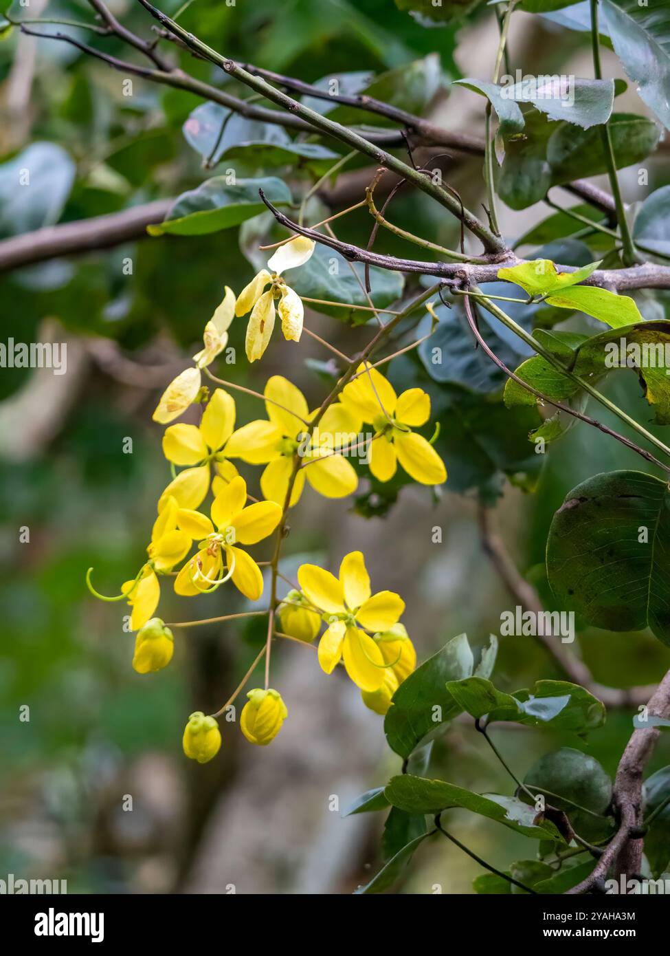Flower of the tubular cassia (Cassia fistula), also known as Purgier's ...