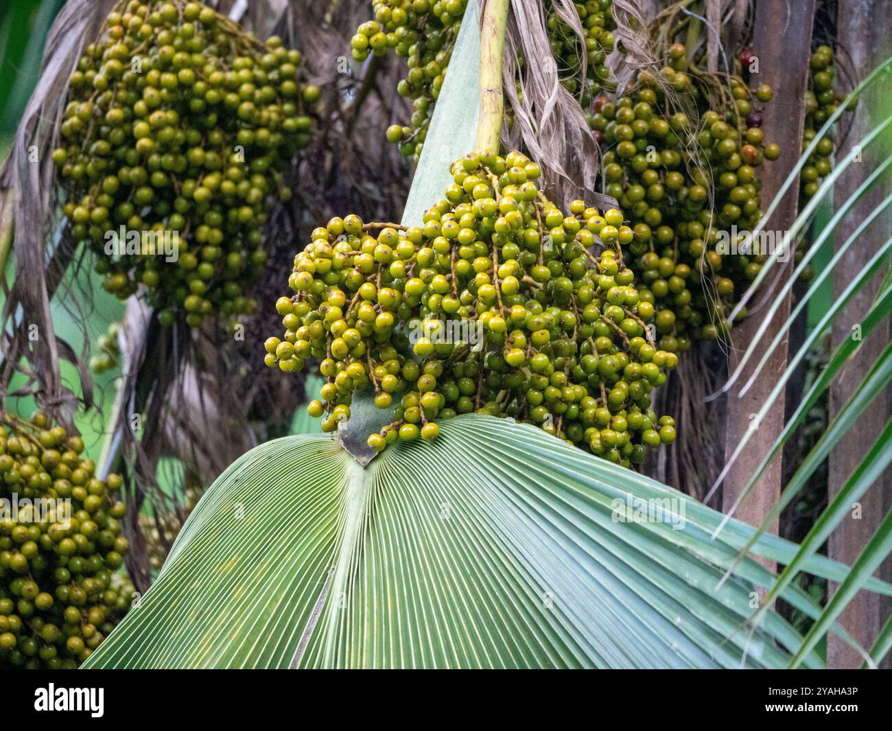Fruits of the Fiji fan palm (Pritchardia pacifica) or Piu. Taken in the ...