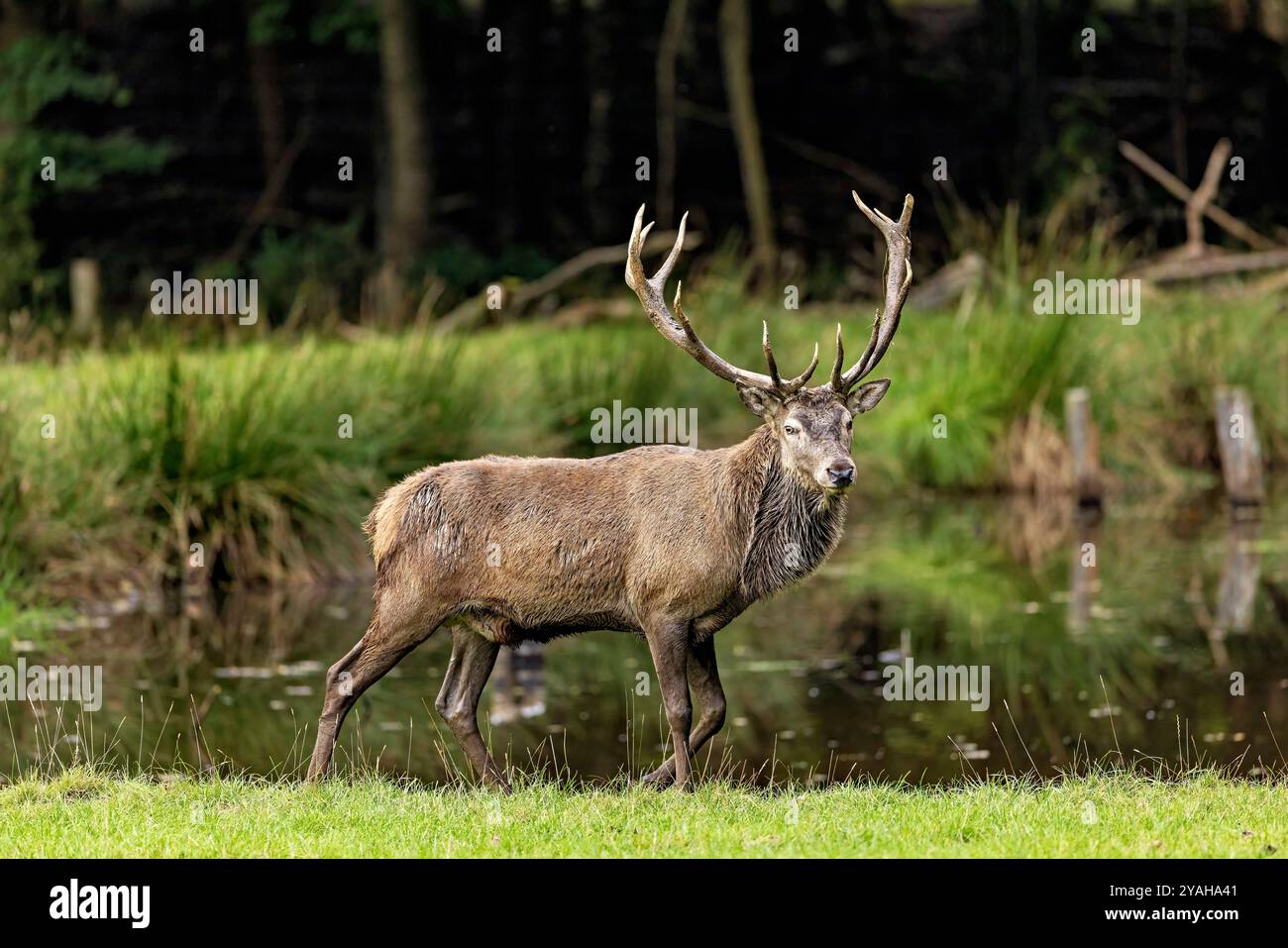 Red Deer during the rutting season Stock Photo - Alamy