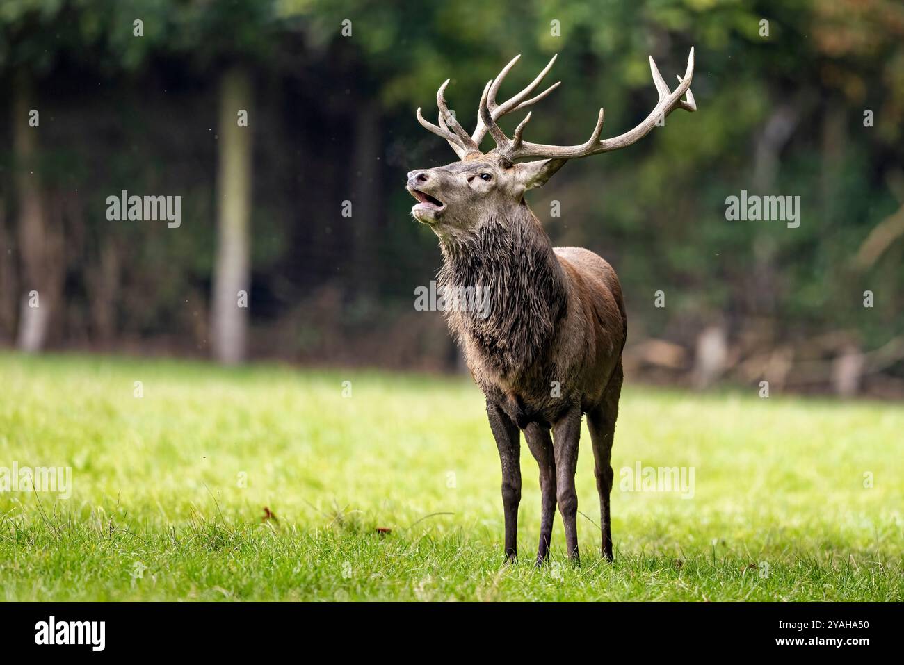 Red Deer during the rutting season Stock Photo - Alamy