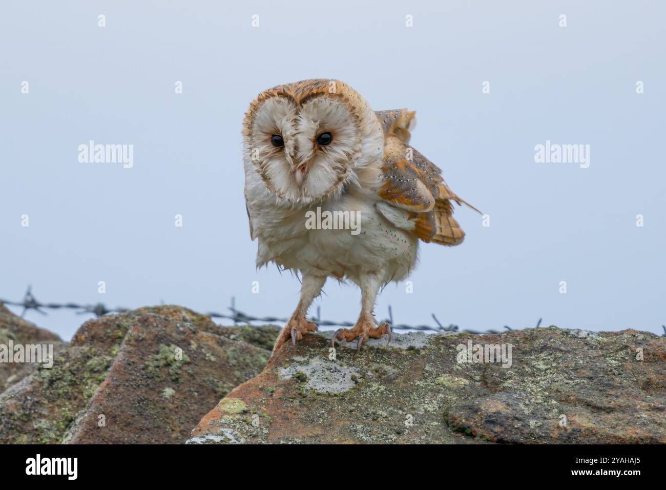 Barn owl on wall hi-res stock photography and images - Alamy