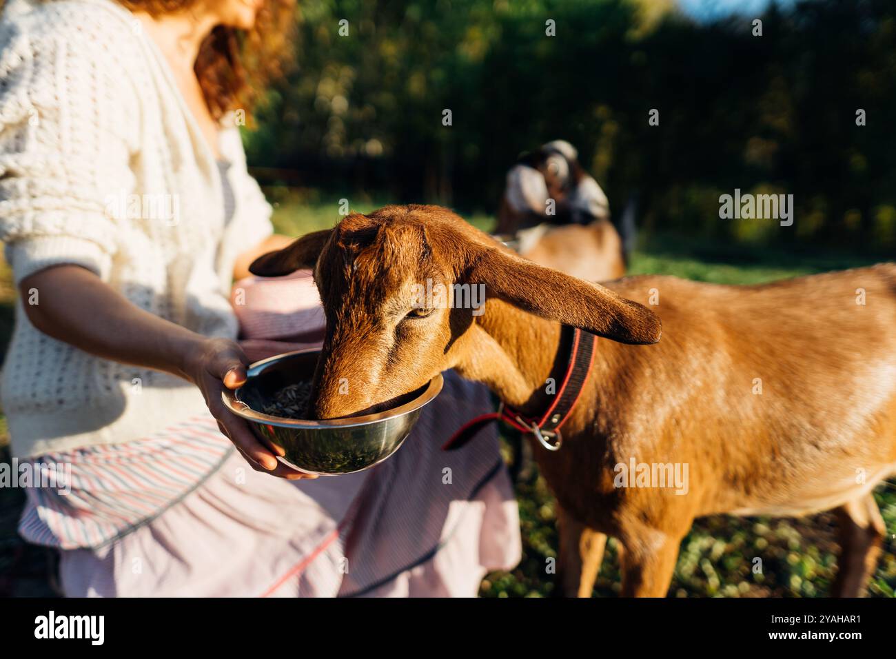 Nubian goats being fed oats by a caring woman on an eco-friendly farm ...