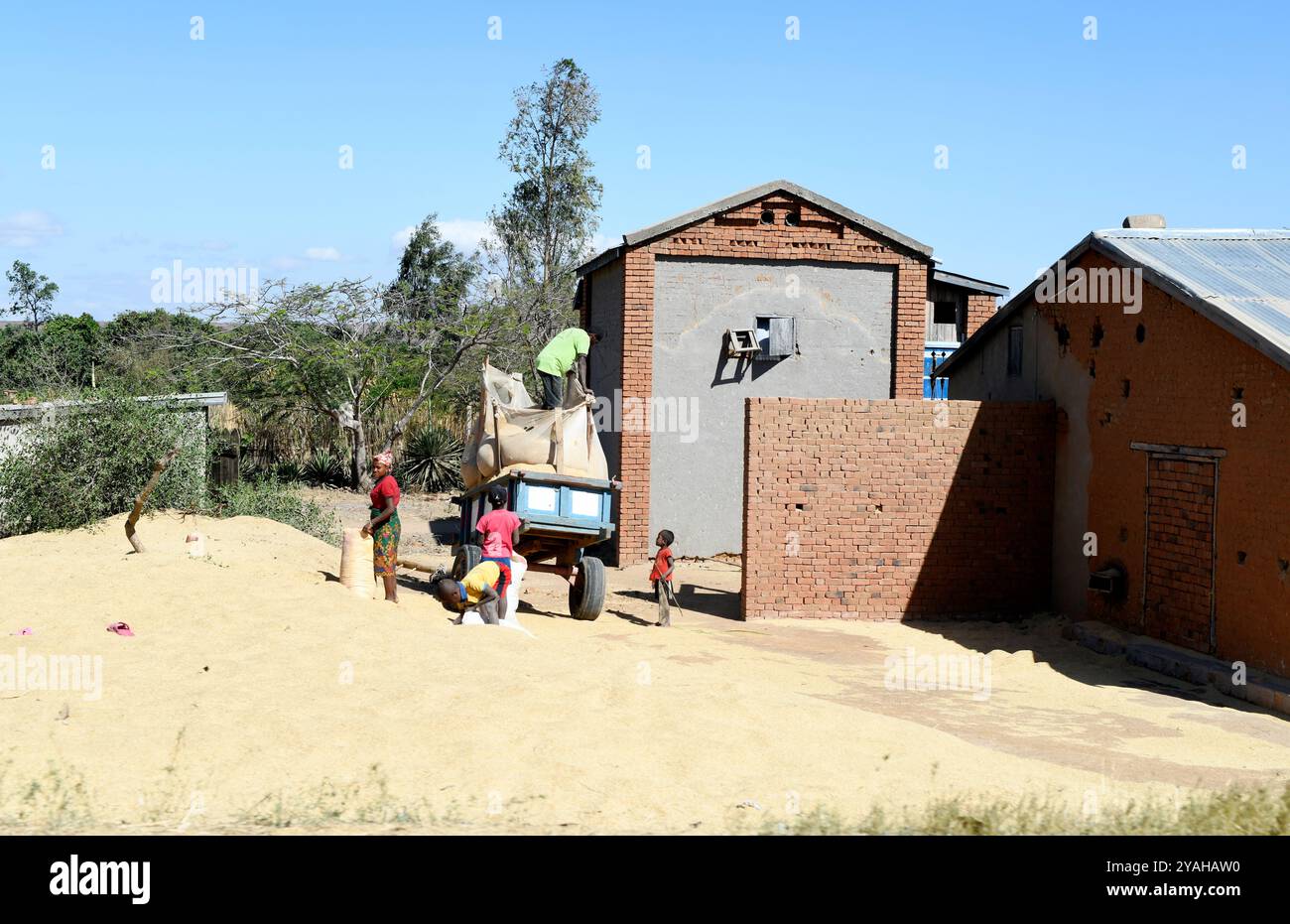 Family working near Ranohira. Ihosy, Ihorombe region, Madagascar Stock ...