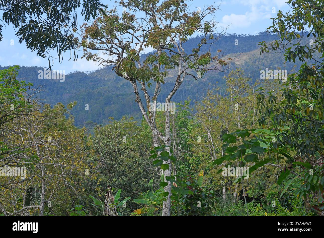 Atsinanana rainforest hi-res stock photography and images - Alamy