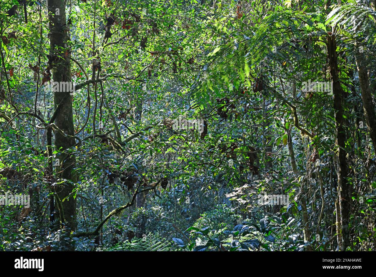 Atsinanana rainforest hi-res stock photography and images - Alamy