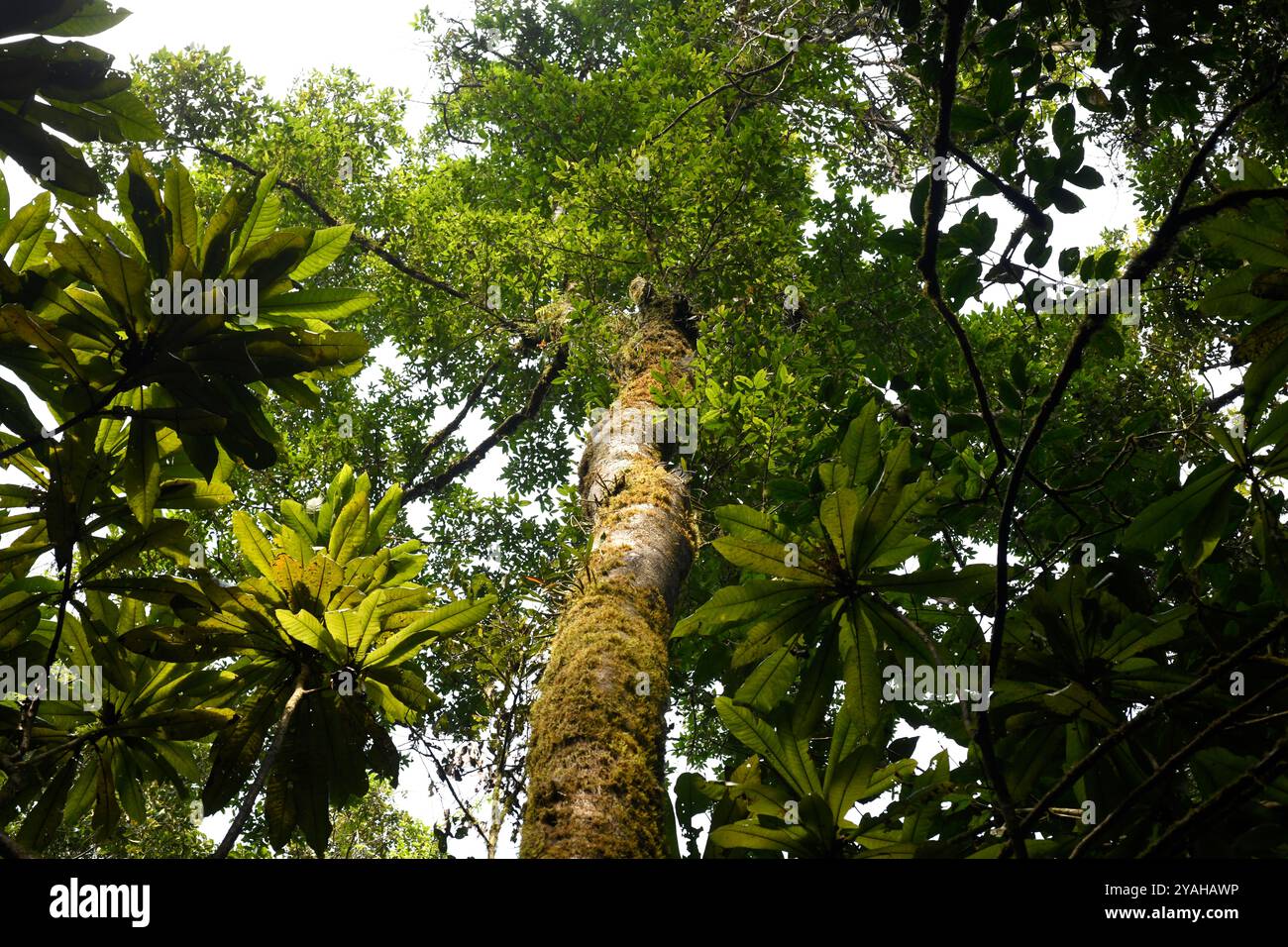 Atsinanana rainforest hi-res stock photography and images - Alamy