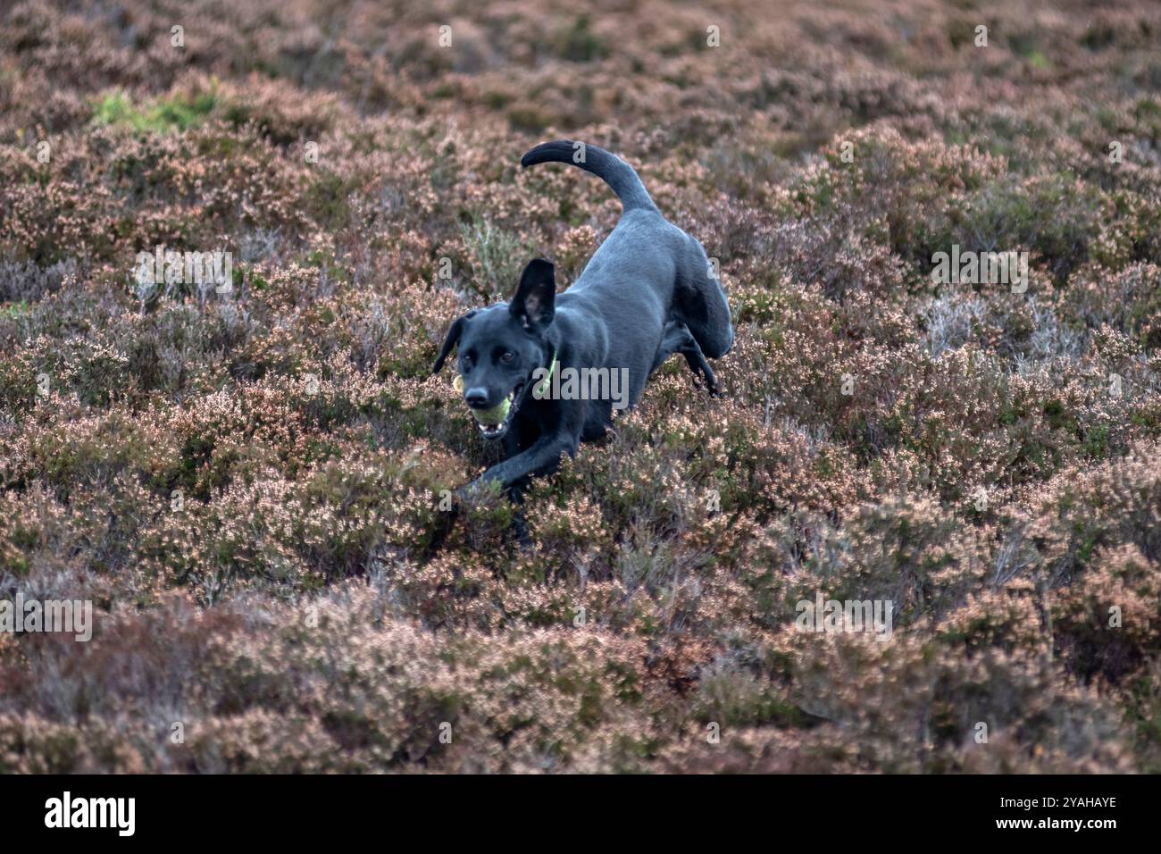 Somerset, October 12th 2024: Labrador dog bouncing through the gorse on ...
