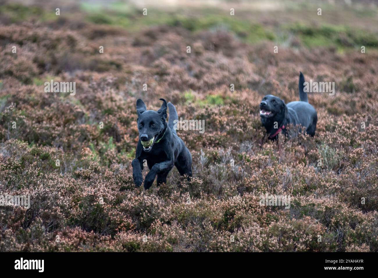 Somerset, October 12th 2024: Labrador dog bouncing through the gorse on ...