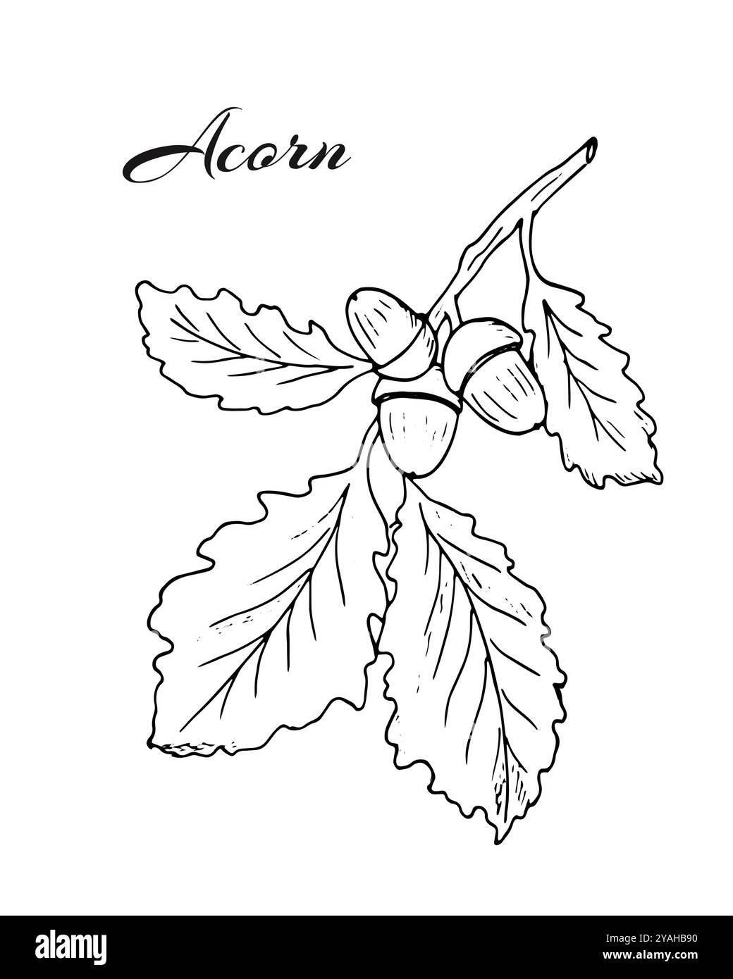 Oak leaf and acorn. Oak branch with acorns and leaves. Hand-drawn ...