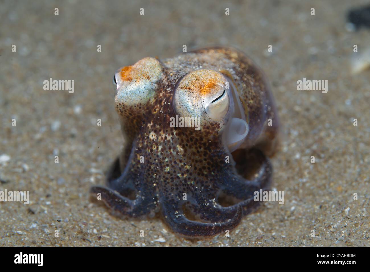 Bob tail squid hi-res stock photography and images - Alamy