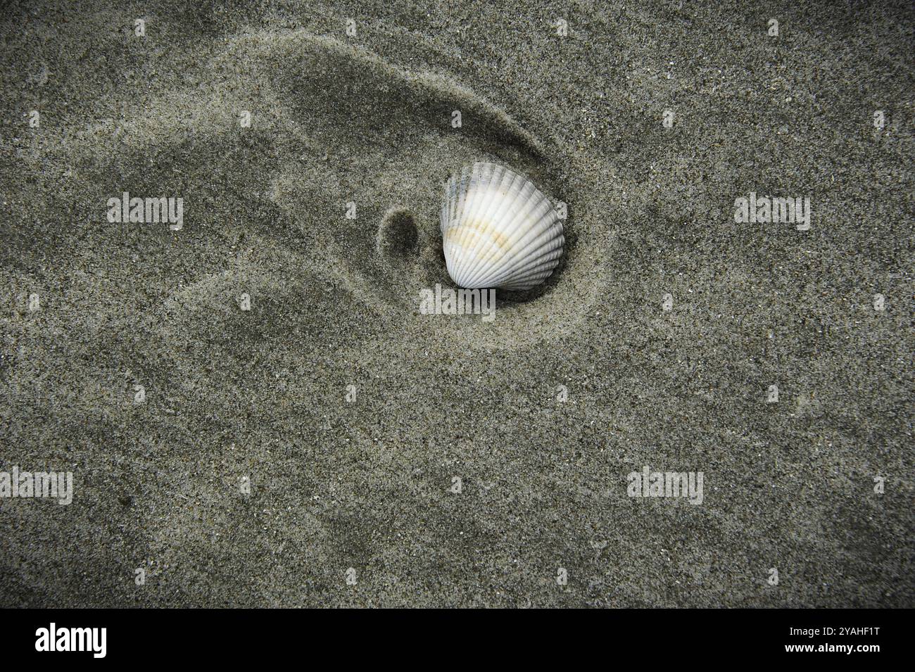 Isolated white shell on the beach, Schiermonnikoog, Netherlands Stock ...
