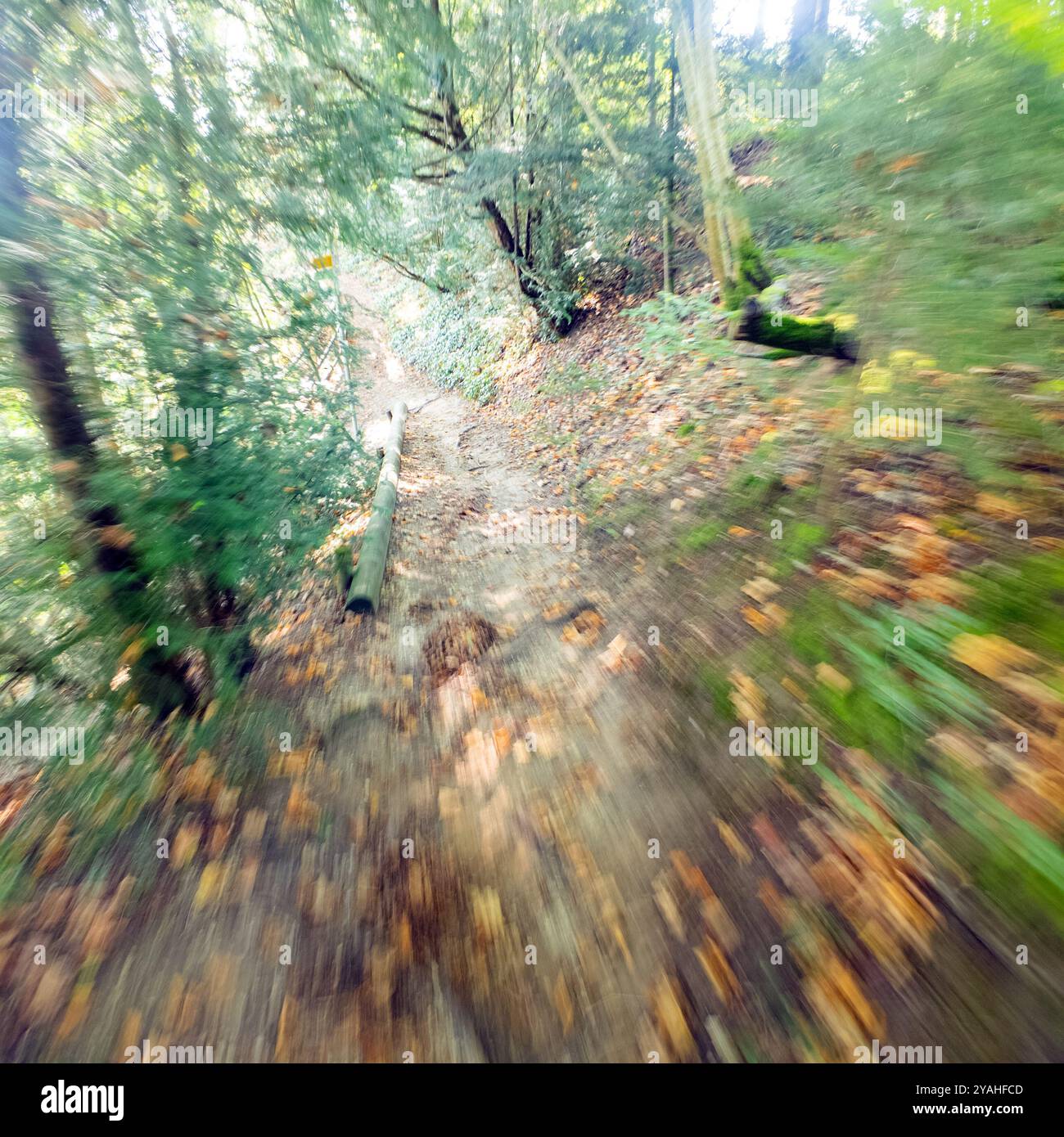 Image on a forest path, where the edges are blurred by movement during ...