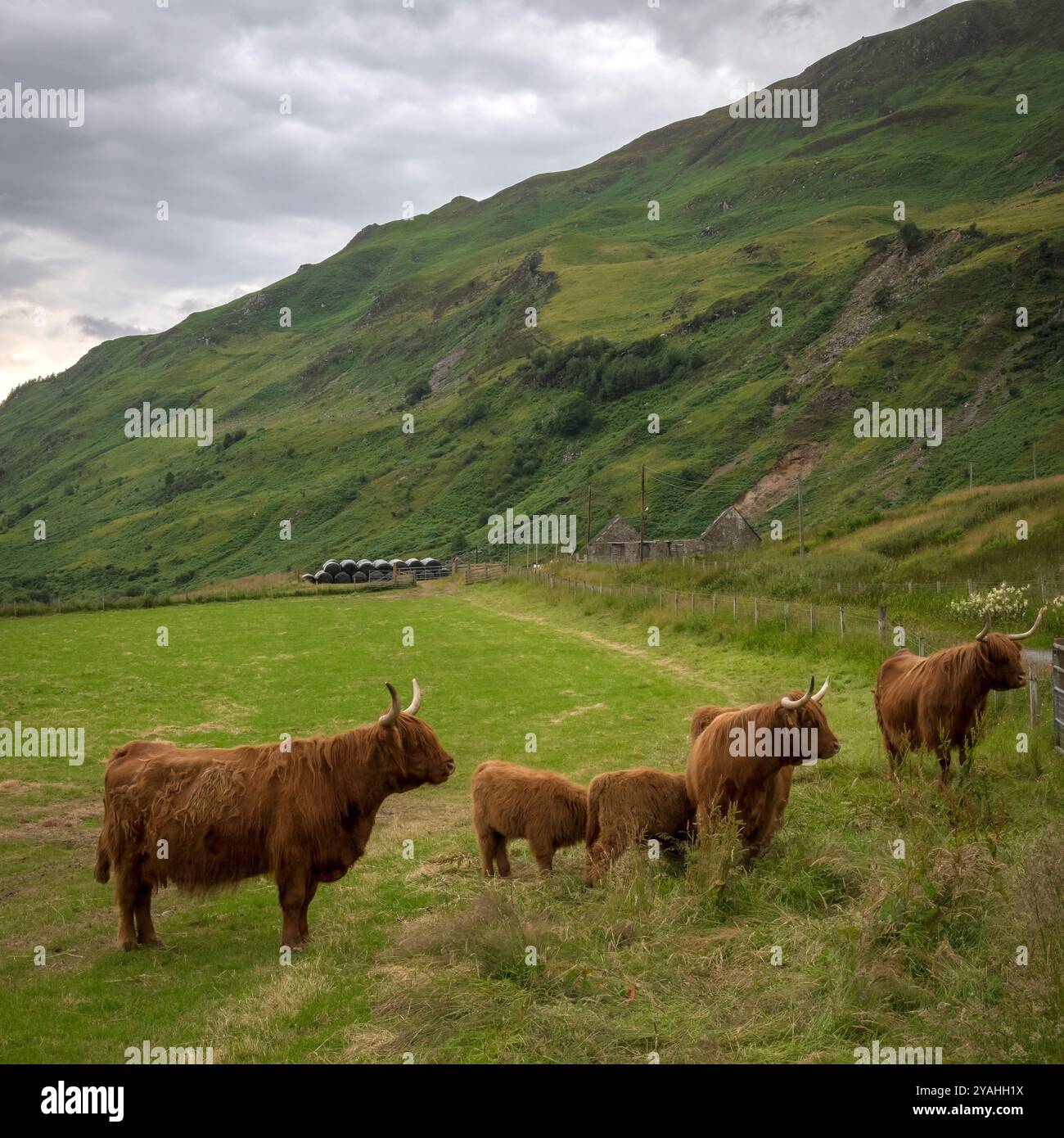 Traditional highland calf hi-res stock photography and images - Alamy