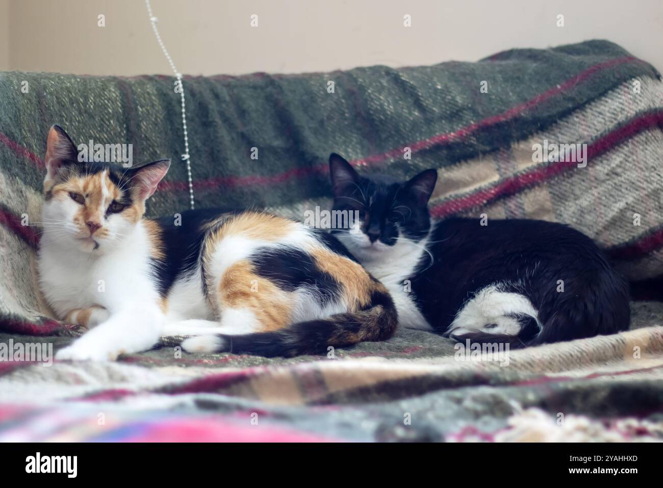 Two adorable calico cats are sprawled out on a cozy couch covered with ...