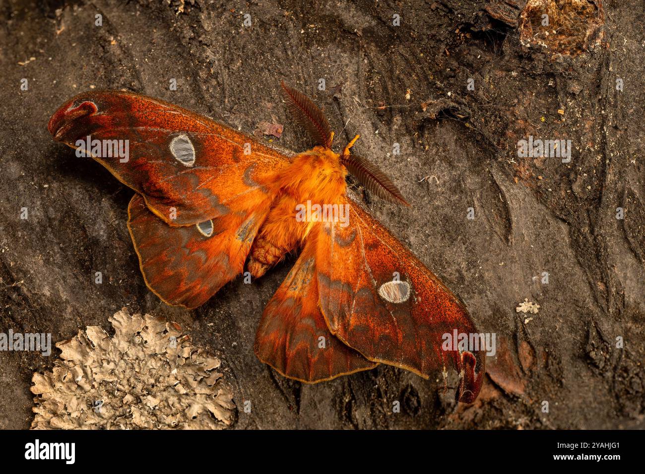 The squeaking silkmoth hi-res stock photography and images - Alamy