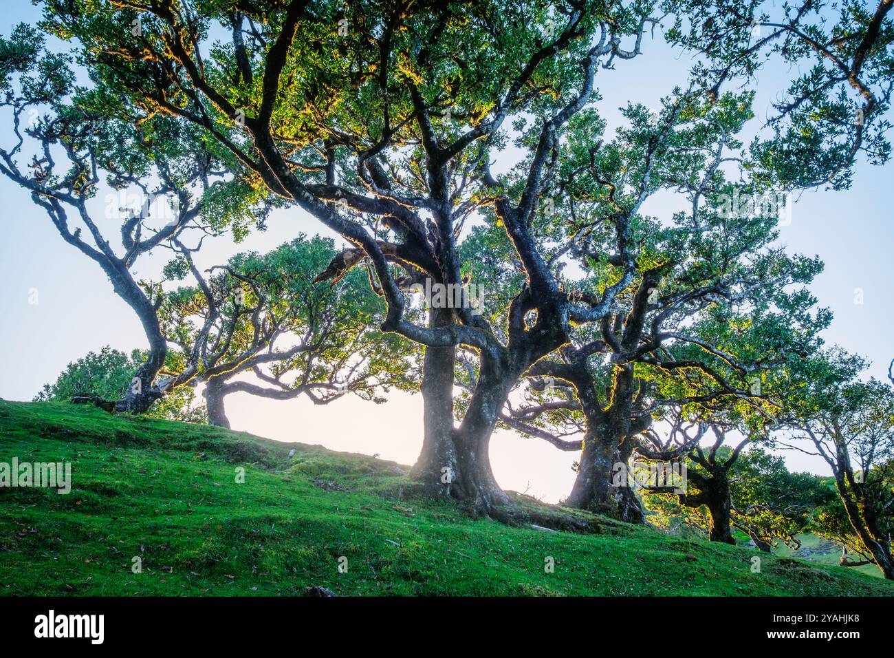 Fanal forest trees on Madeira island, Portugal Stock Photo - Alamy